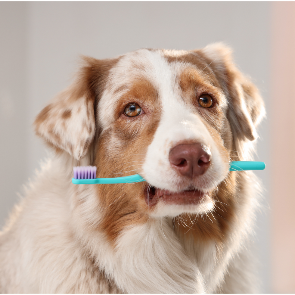 Ear Cleaning Wipes for Pets – Convenient Ear Care for Dogs and Cats ...